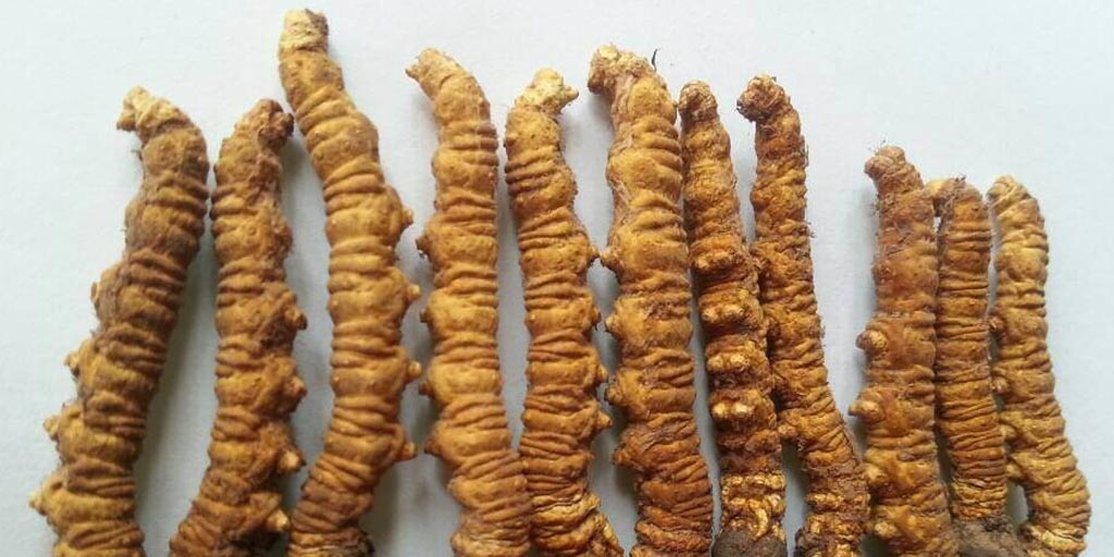 कीड़ा जड़ी से सेहत को होते हैं ये 5 फायदे