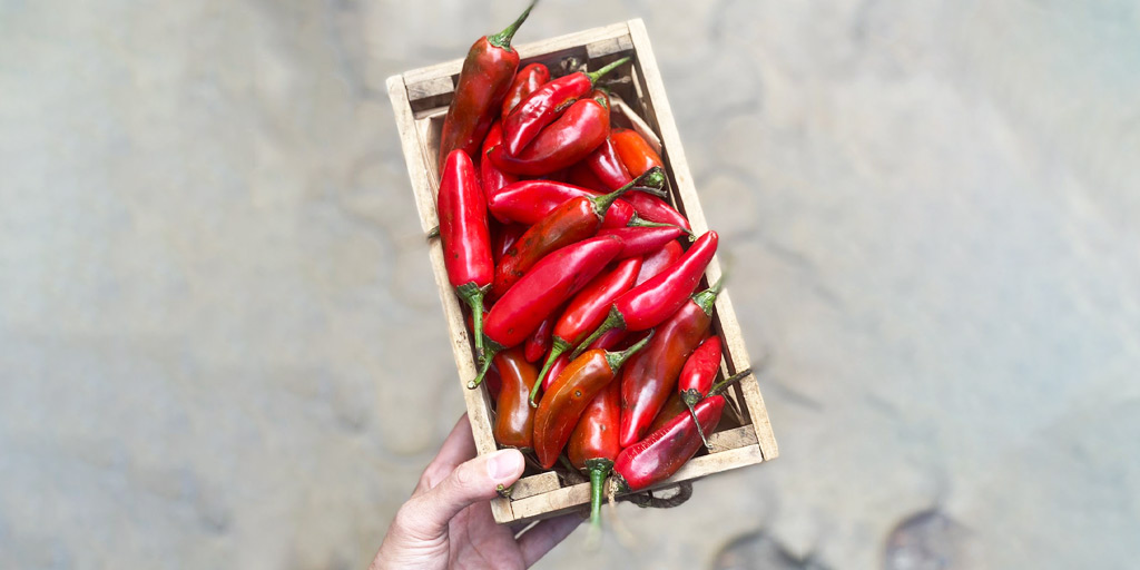 Indian Laal Mirch Health Benefits