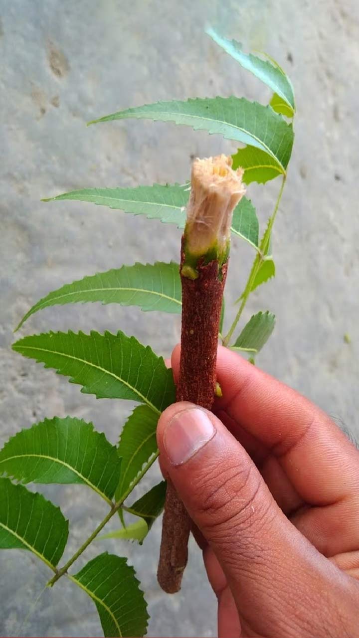 दातुन के लिए अच्छी होती हैं इन 6 पेड़ों की टहनियां