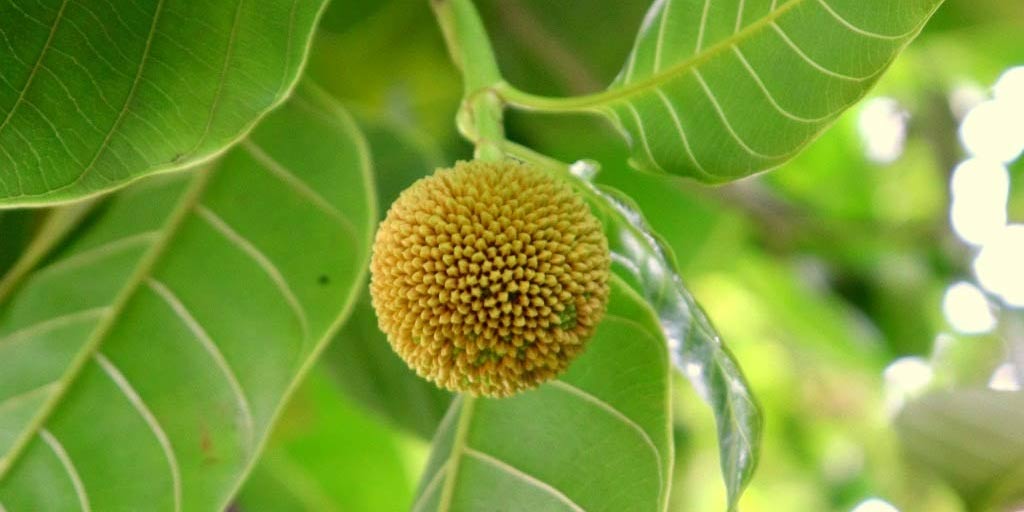 Kadamba Facts And Health Benefits