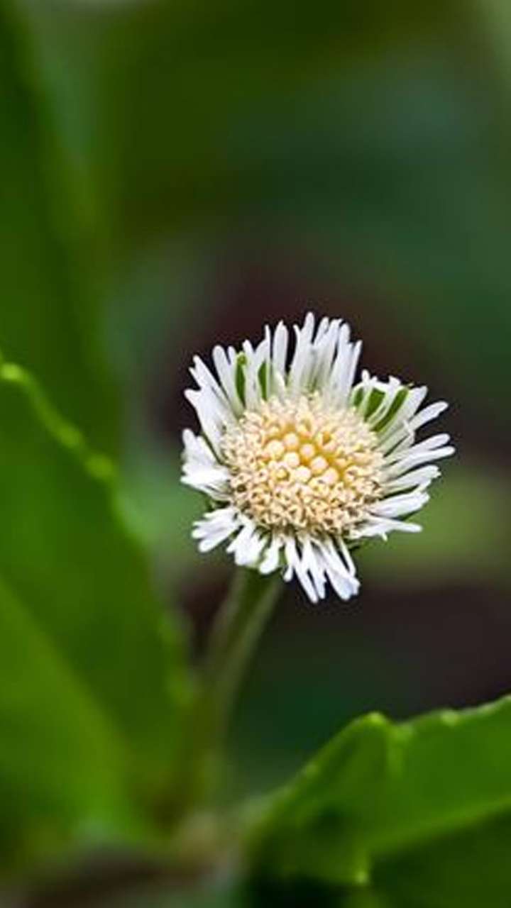 भृंगराज के पौधे से होते हैं ये स्वास्थ्य लाभ