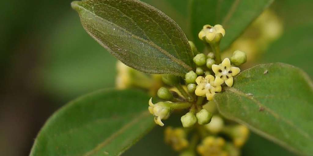 गुड़मार का पौधा आता है कई समस्याओं में काम, जानें इसके 5 फायदे